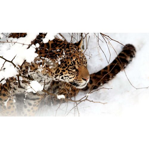 Картина на холсте 60x110 LinxOne "Ягуар кошка снег зима" интерьерная для дома / на стену / на кухню / с подрамником