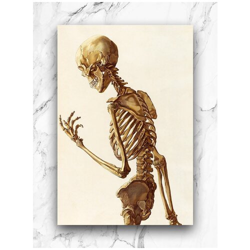 Картины для интерьера на холсте 40х60 см/ Скелет