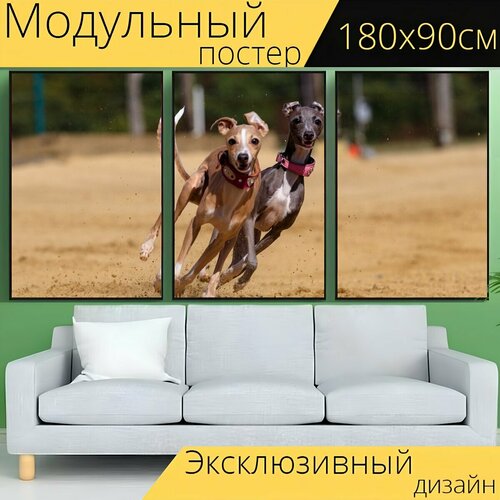 Модульный постер "Собака, борзая, домашнее животное" 180 x 90 см. для интерьера