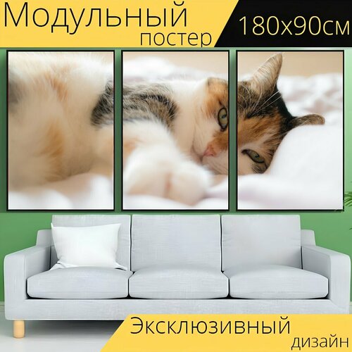 Модульный постер "Кот, портрет животных, домашняя кошка" 180 x 90 см. для интерьера