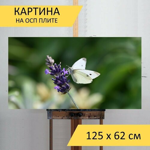 Картина на ОСП 125х62 см. "Бабочка, насекомое, цветок" горизонтальная, для интерьера, с креплениями