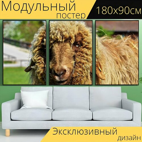 Модульный постер "Овец, сельскохозяйственное животное, овечья шерсть" 180 x 90 см. для интерьера