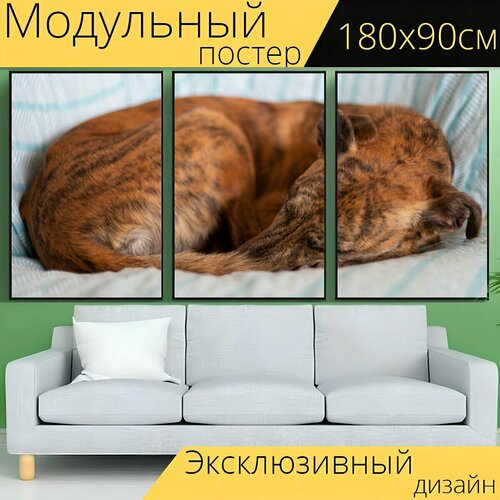 Модульный постер "Собака, спящий, скрученный" 180 x 90 см. для интерьера