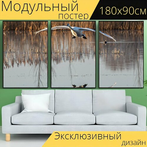 Модульный постер "Лебедь, птица, река" 180 x 90 см. для интерьера