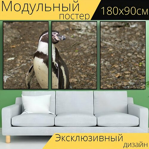Модульный постер "Пингвин, гумбольдт, зоопарк" 180 x 90 см. для интерьера