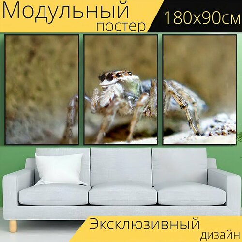 Модульный постер "Паук, насекомое, пауки" 180 x 90 см. для интерьера