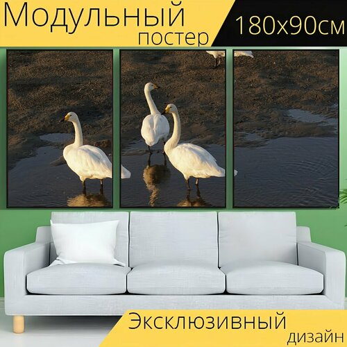 Модульный постер "Лебеди, птицы, море" 180 x 90 см. для интерьера