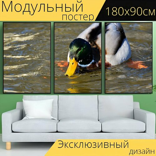Модульный постер "Кряква, капля воды, птица" 180 x 90 см. для интерьера