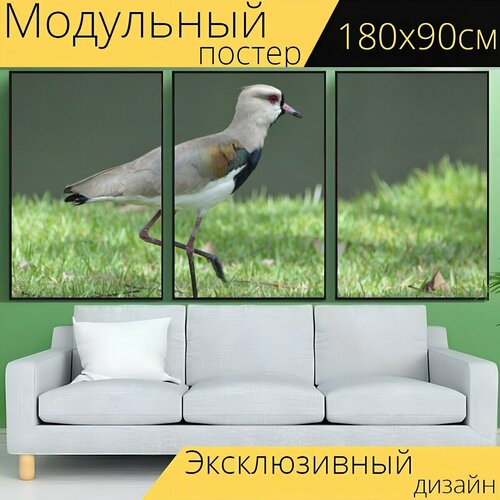 Модульный постер "Птица, оперение, животное" 180 x 90 см. для интерьера
