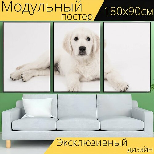 Модульный постер "Собака, золотистый ретривер, щенок" 180 x 90 см. для интерьера