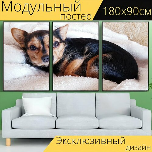 Модульный постер "Собака, уютный, комфортный" 180 x 90 см. для интерьера