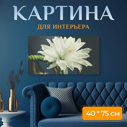 Картина на холсте "Цветок, кактус, кактусы" на подрамнике 75х40 см. для интерьера