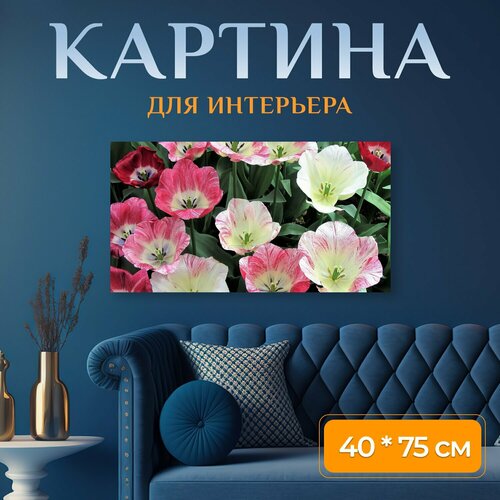 Картина на холсте "Тюльпан, тюльпаны, розовый тюльпан" на подрамнике 75х40 см. для интерьера