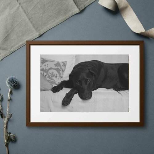 Постер "Черная собака с грустными глазами" Cool Eshe из коллекции "Природа", плакат А4 (29,7 х 21 см)