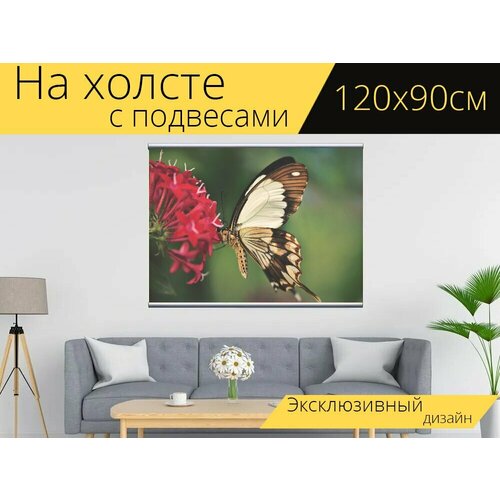 Картина на холсте "Бабочка, тропические бабочки, экзотика" с подвесами 120х90 см. для интерьера