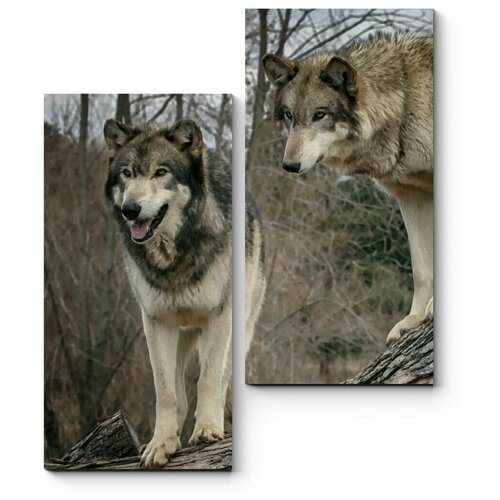 Модульная картина Волки в осеннем лесу 80x100