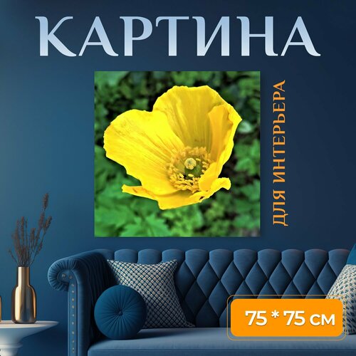 Картина на холсте "Цветок, мак, полевой цветок" на подрамнике 75х75 см. для интерьера