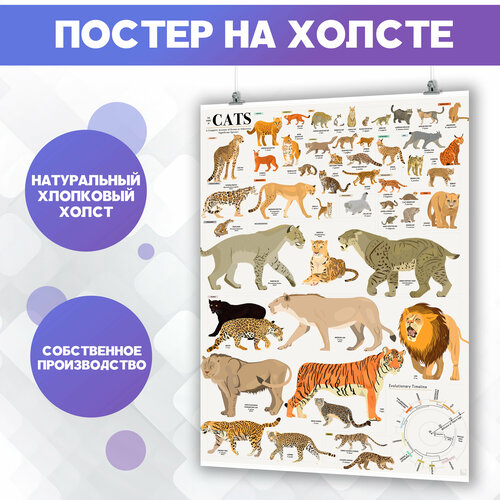Постер виды животных types of animals (8) 50х70 см