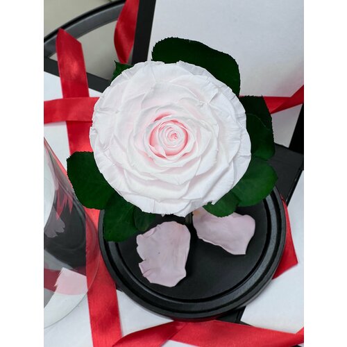 Светло-розовая роза в колбе "VIP" в подарочной коробкой с вау-эффектом /29 см Живет 5 лет
