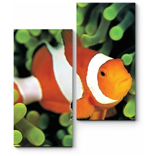 Модульная картина Очаровательная рыба-клоун 50x63