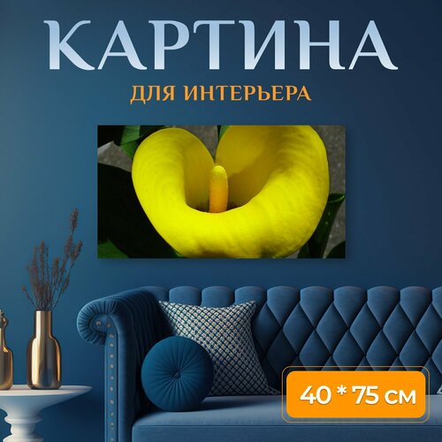 Картина на холсте "Калла, цветок, желтый" на подрамнике 75х40 см. для интерьера