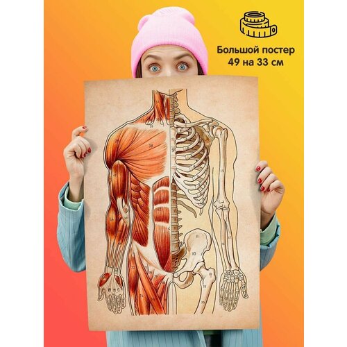 Постер Анатомия человека Скелет с мышцами