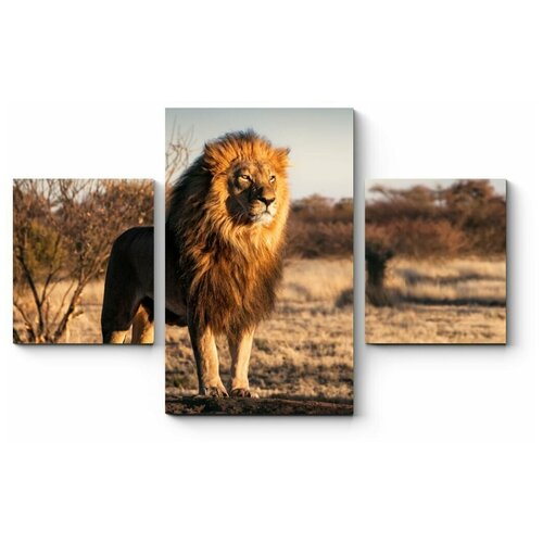 Модульная картина Одинокий лев 120x78