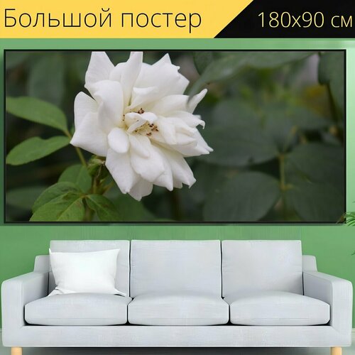 Большой постер "Белый, роза, цветок" 180 x 90 см. для интерьера