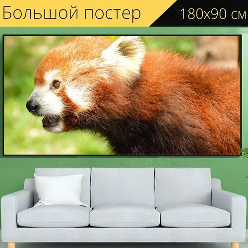 Большой постер "Красная панда, животное, милый" 180 x 90 см. для интерьера