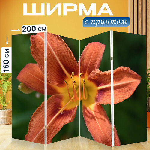 Ширма перегородка с принтом "Цветок, цветы, лилии" на холсте - 200x160 см. для зонирования, раскладная