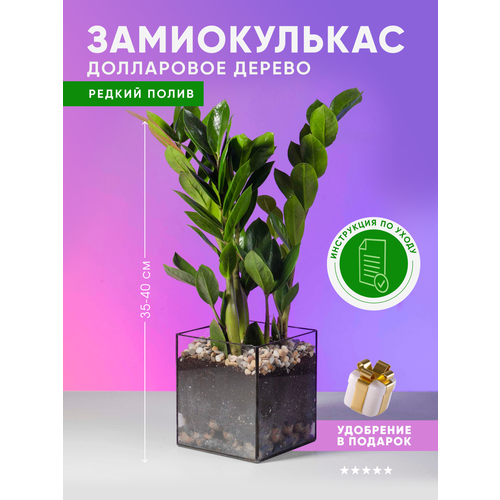 Флорариум кубик с растением замиокулькас Кубик