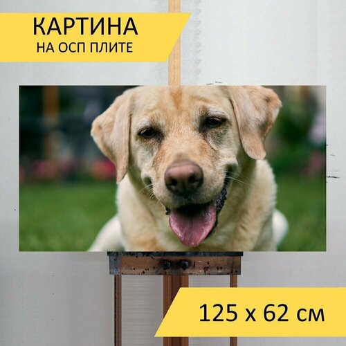 Картина на ОСП 125х62 см. "Лабрадор, собака, животное" горизонтальная, для интерьера, с креплениями
