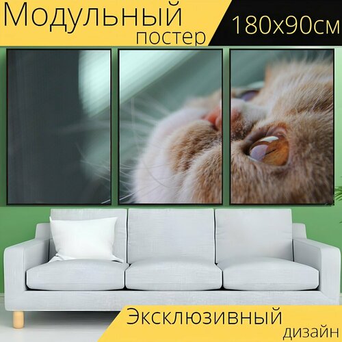 Модульный постер "Кошка, глаза, морда" 180 x 90 см. для интерьера