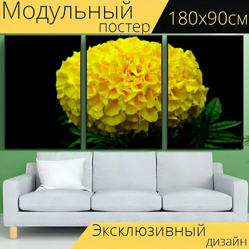 Модульный постер "Бархатцы, цветок, желтый" 180 x 90 см. для интерьера