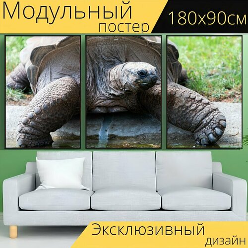 Модульный постер "Черепаха, зоопарк, рептилия" 180 x 90 см. для интерьера