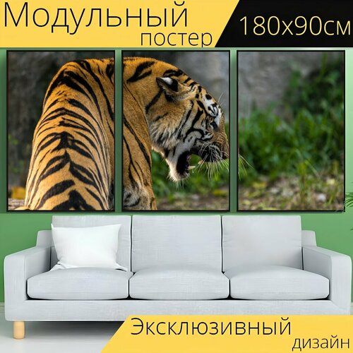 Модульный постер "Тигр, кот, большой кот" 180 x 90 см. для интерьера