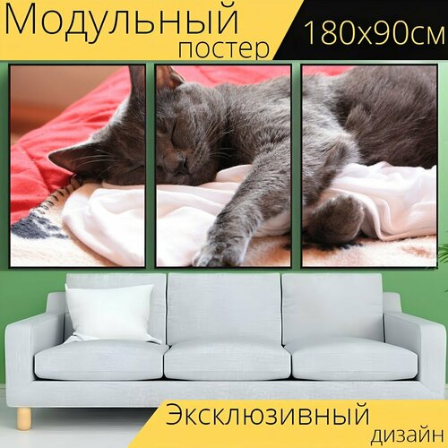 Модульный постер "Шартреза, кот, животные" 180 x 90 см. для интерьера