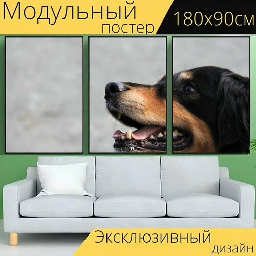 Модульный постер "Собака, счастливый, животное" 180 x 90 см. для интерьера