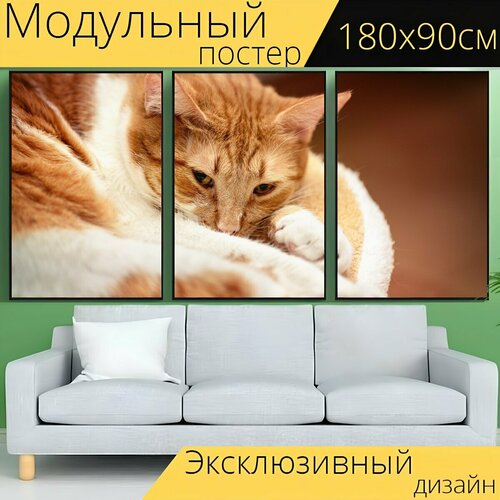 Модульный постер "Кот, домашняя кошка, красный белый" 180 x 90 см. для интерьера