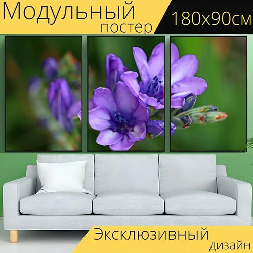 Модульный постер "Цветок, фиолетовый, бабиана" 180 x 90 см. для интерьера