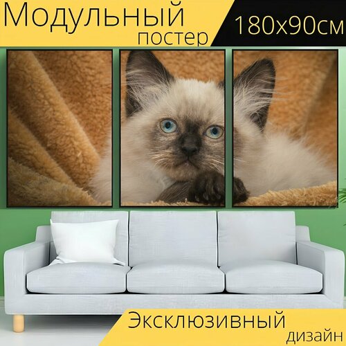 Модульный постер "Котенок, кошка, животное" 180 x 90 см. для интерьера