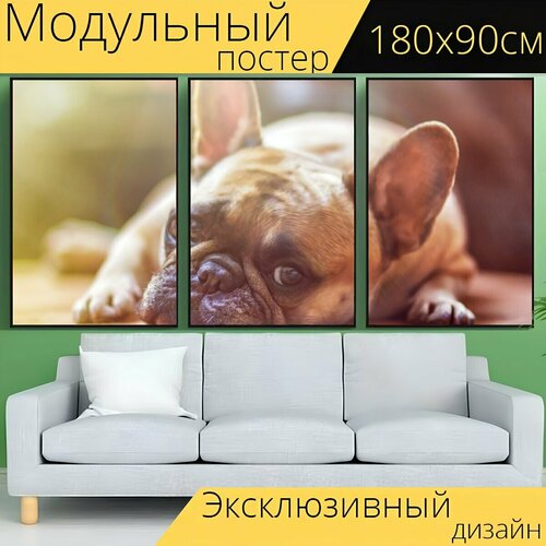 Модульный постер "Бульдог, собака, домашний питомец" 180 x 90 см. для интерьера