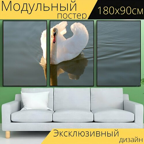 Модульный постер "Лебедь, птица, перья" 180 x 90 см. для интерьера