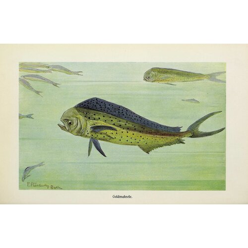Корифена, рыбы постер 20 на 30 см, шнур-подвес в подарок