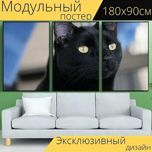 Модульный постер "Кошка, черный кот, животные" 180 x 90 см. для интерьера