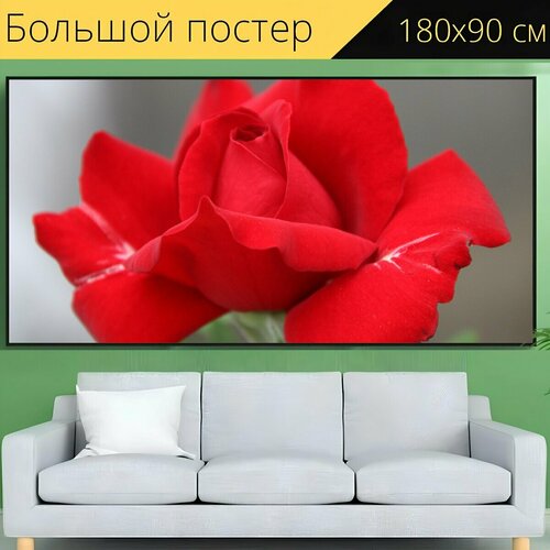 Большой постер "Красная роза, роза, цветок" 180 x 90 см. для интерьера