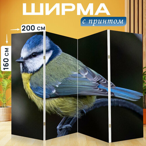 Ширма перегородка с принтом "Птица, лазоревка, синица" на холсте - 200x160 см. для зонирования, раскладная