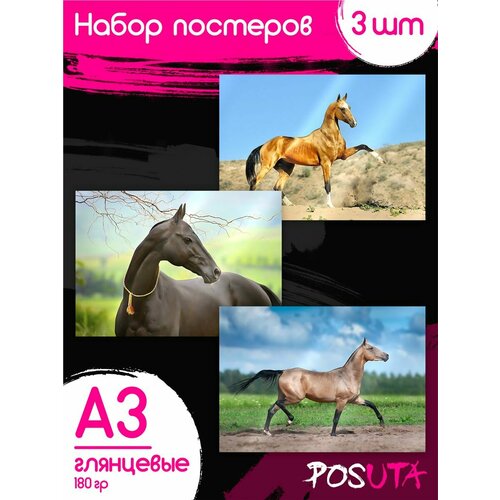 Постеры Лошади Постеры Ахалтекинская лошадь