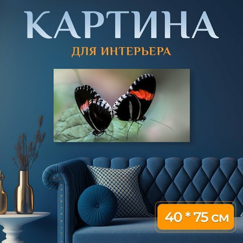 Картина на холсте "Бабочка, бабочка тропический, насекомое" на подрамнике 75х40 см. для интерьера