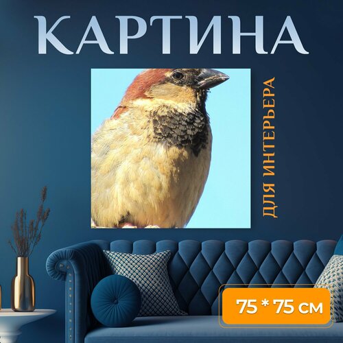 Картина на холсте "Воробей, птица, природа" на подрамнике 75х75 см. для интерьера